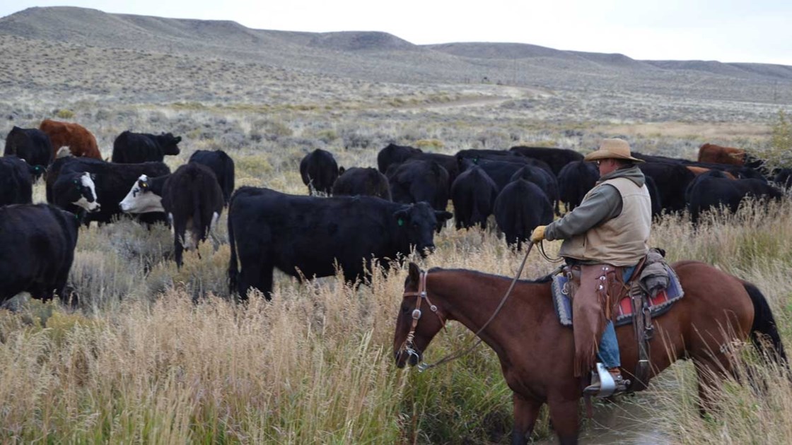 Wyoming Working Cattle Ranches